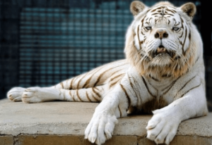 Lions with Down Syndrome: A Unique Perspective - Ultra Magazines